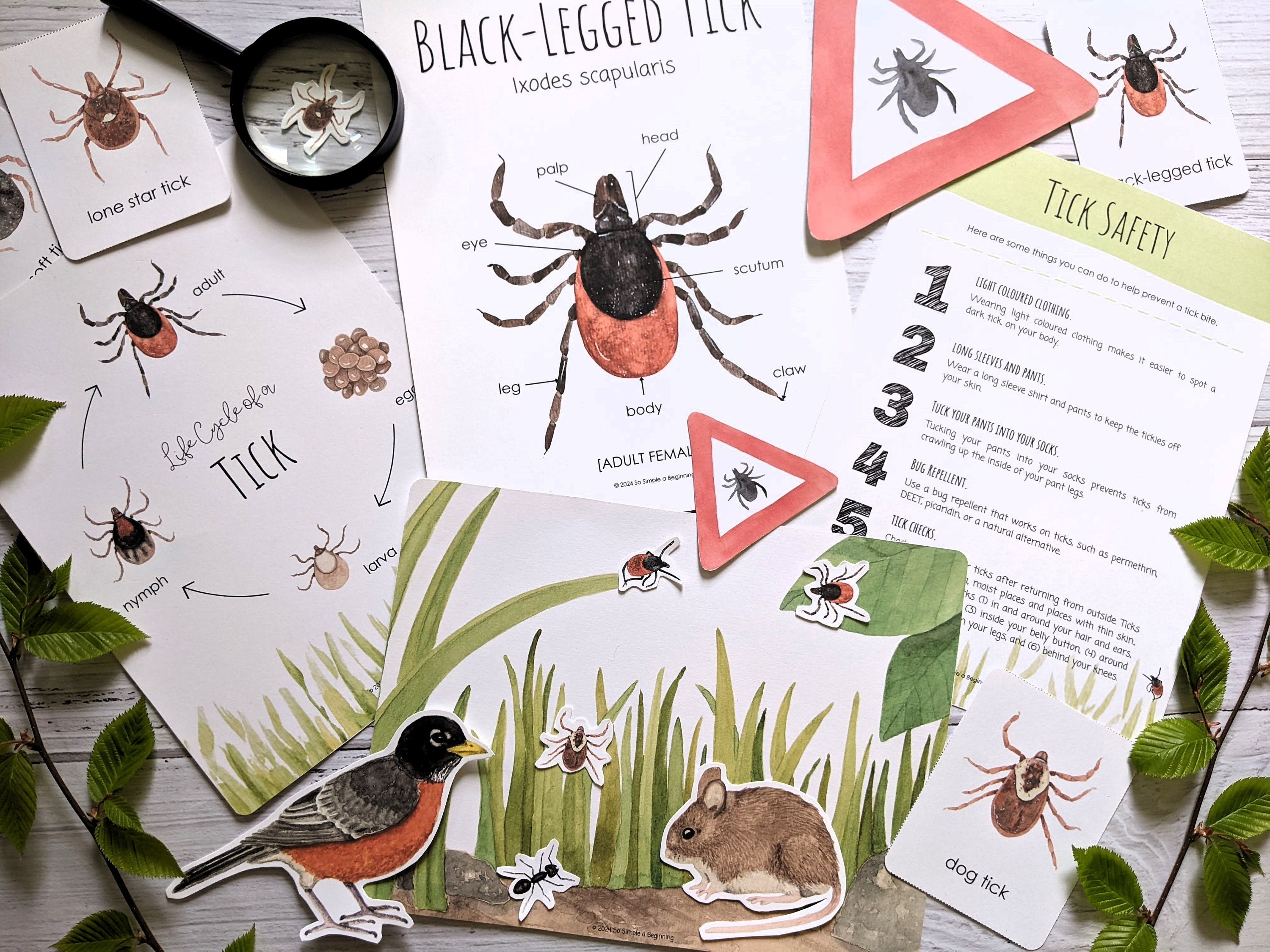 Tick Nature Study | Science | Homeschool Printable - Etsy