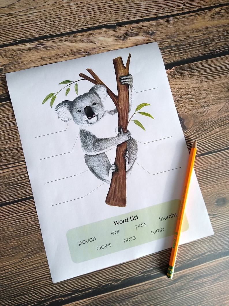 Koala Anatomy Pack | Homeschool Printable | Nature Study - Etsy