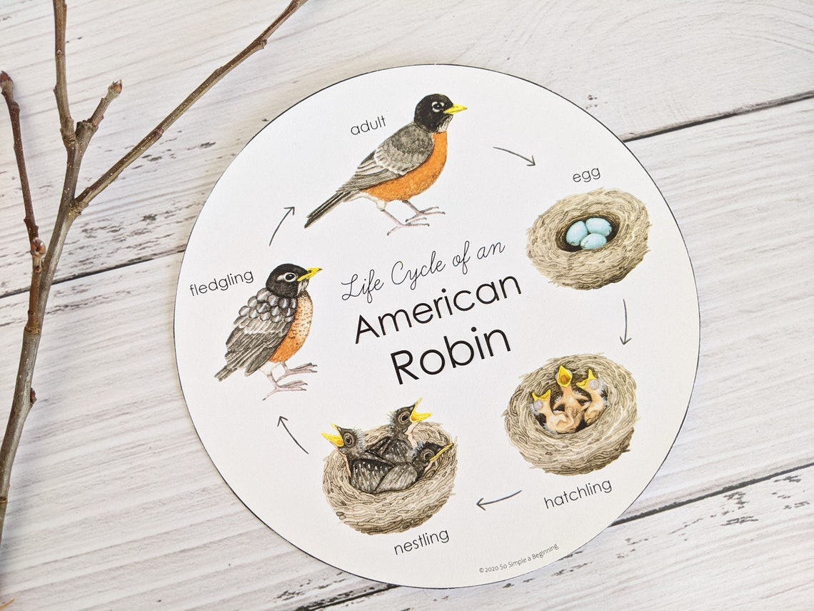 American Robin Life Cycle Pack Homeschool Printable 3-part - Etsy