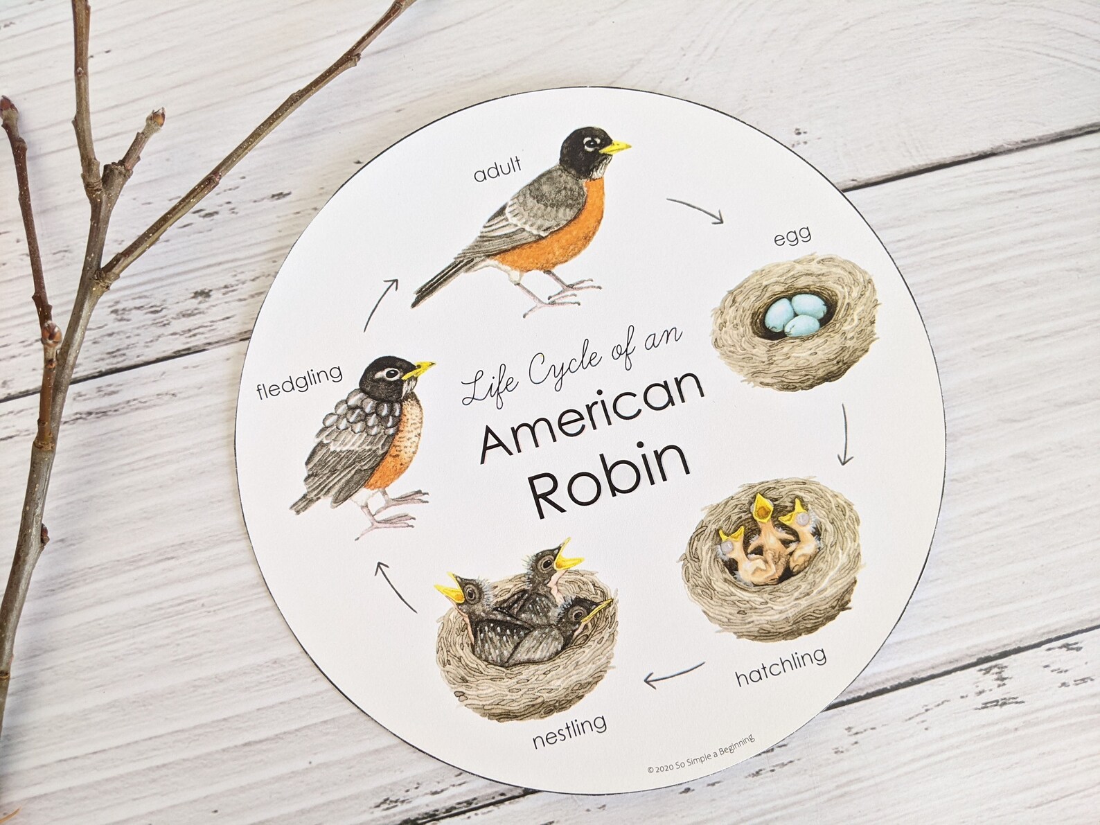 American Robin Life Cycle Pack Homeschool Printable 3-part - Etsy