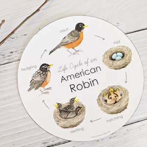 American Robin Life Cycle Pack | Homeschool Printable | 3-part Cards ...