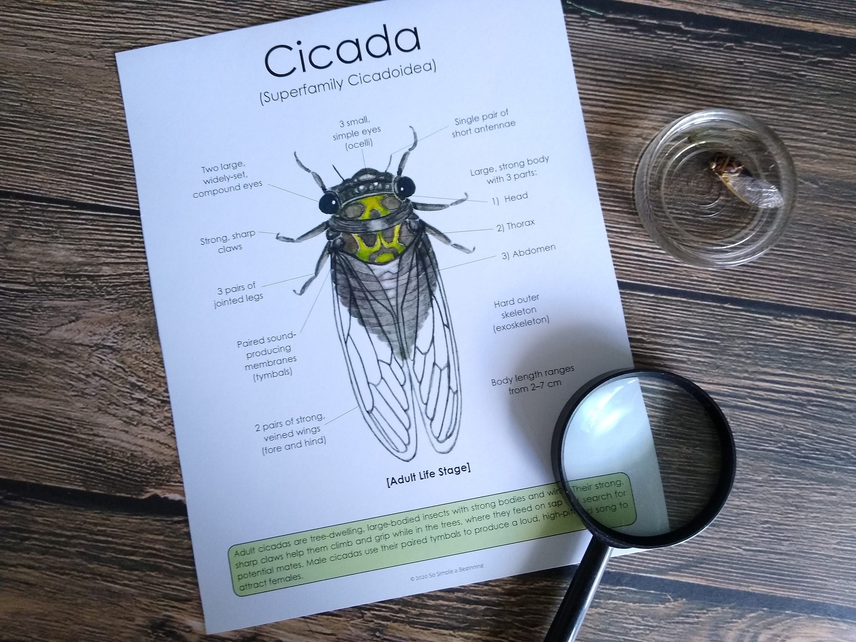Cicada Anatomy Pack Homeschool Printable Nature Study | Etsy