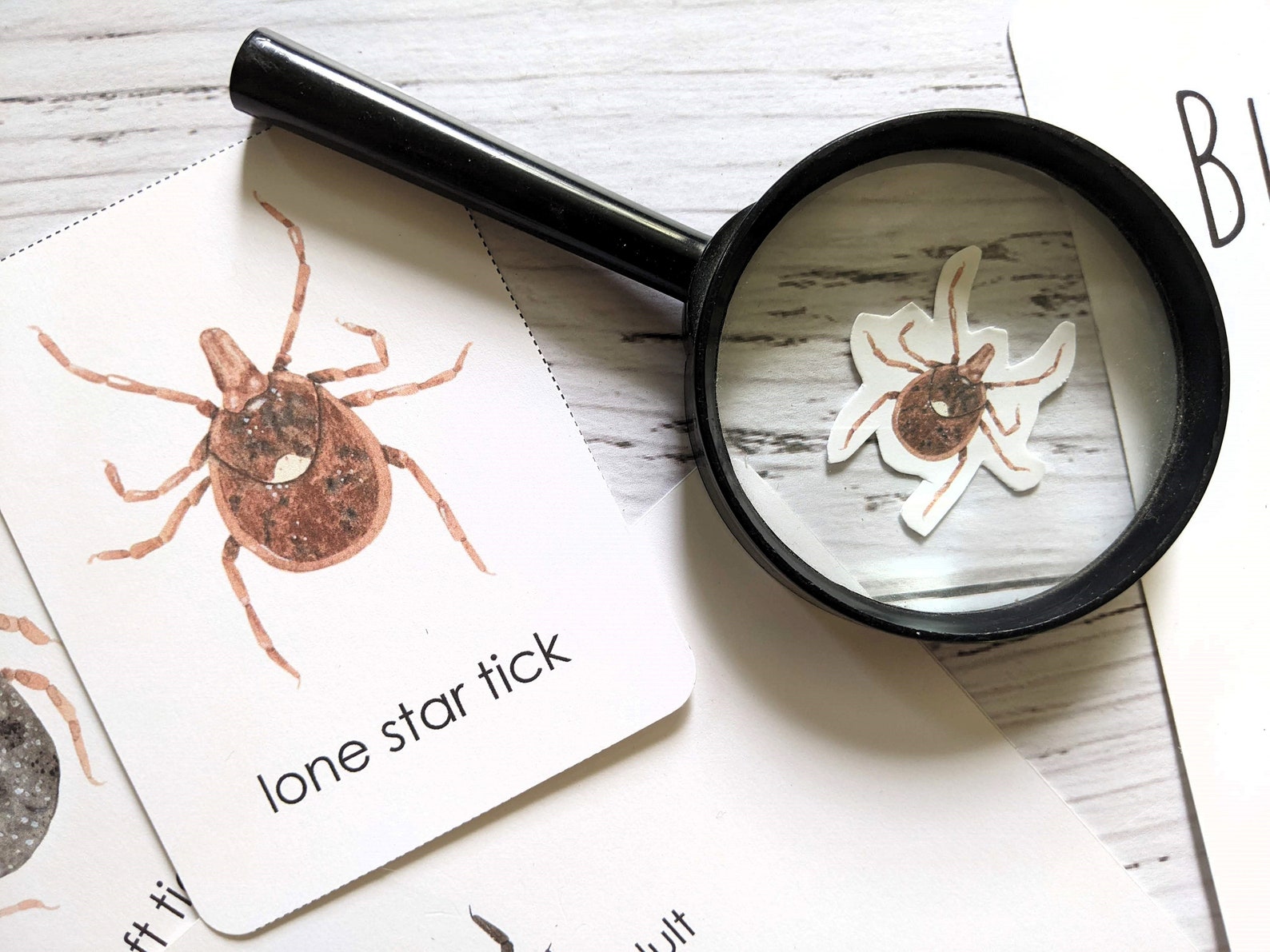 Tick Nature Study | Science | Homeschool Printable - Etsy