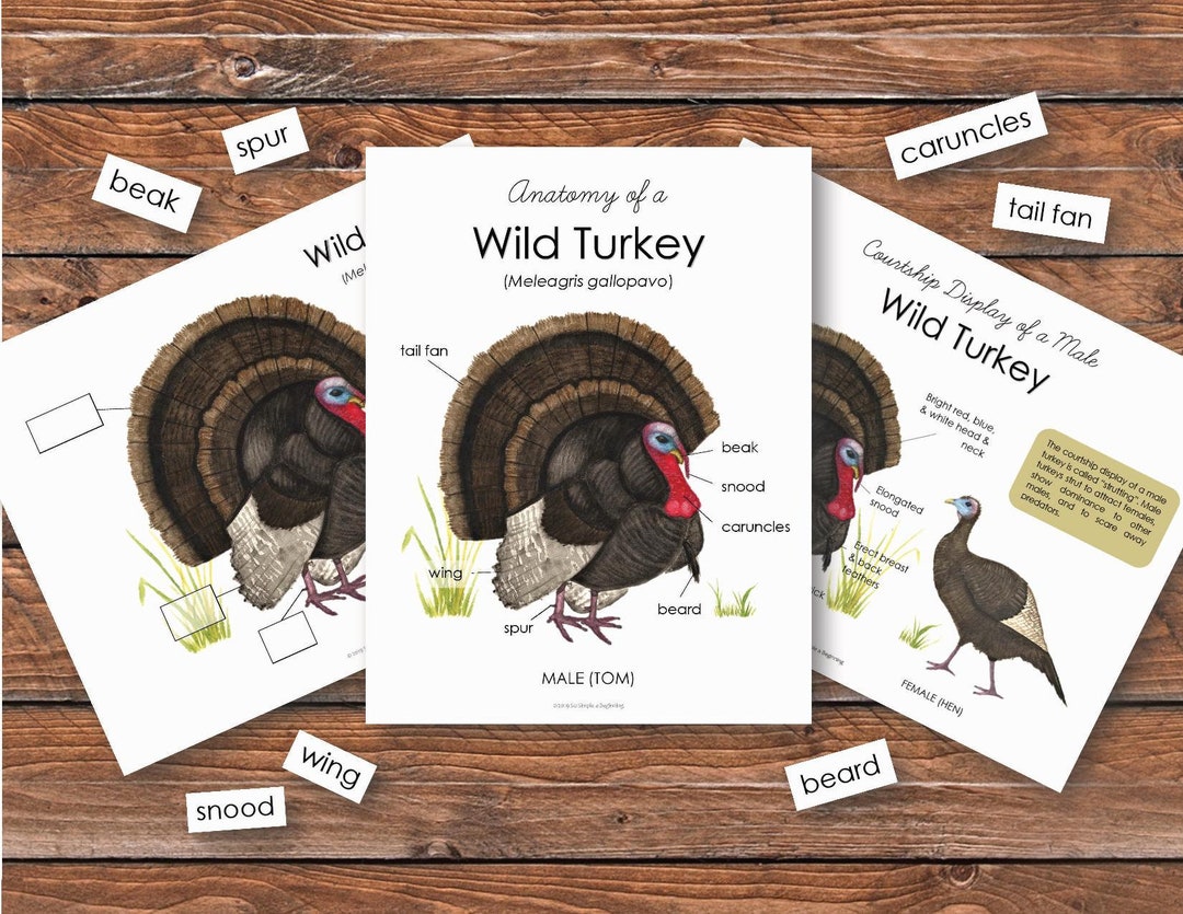 Wild Turkey Anatomy Pack | Homeschool Printable | Nature Study - Etsy