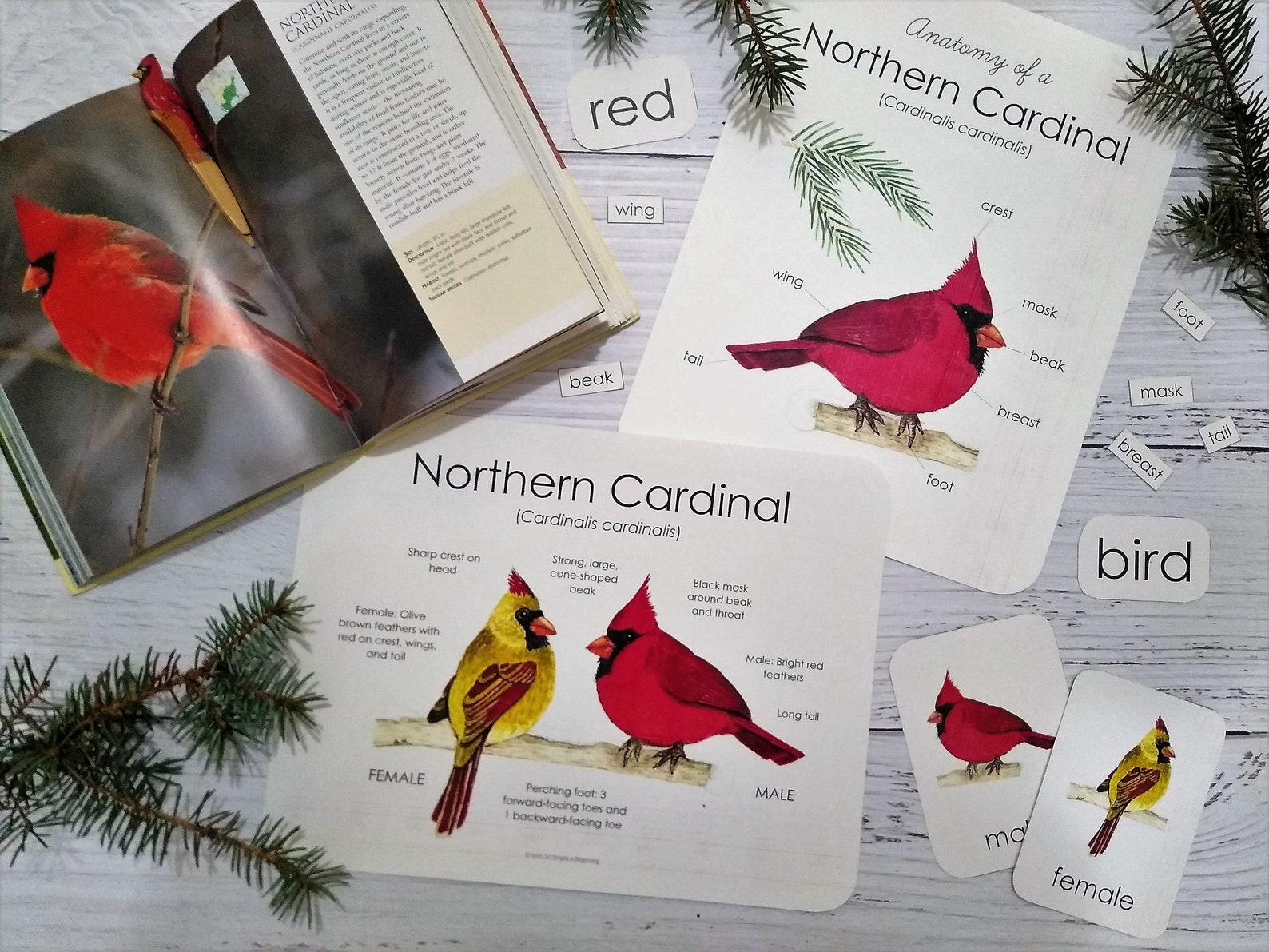 Northern Cardinal Anatomy Pack | Homeschool Printable | Nature Study - Etsy