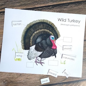 Wild Turkey Anatomy Pack | Homeschool Printable | Nature Study - Etsy