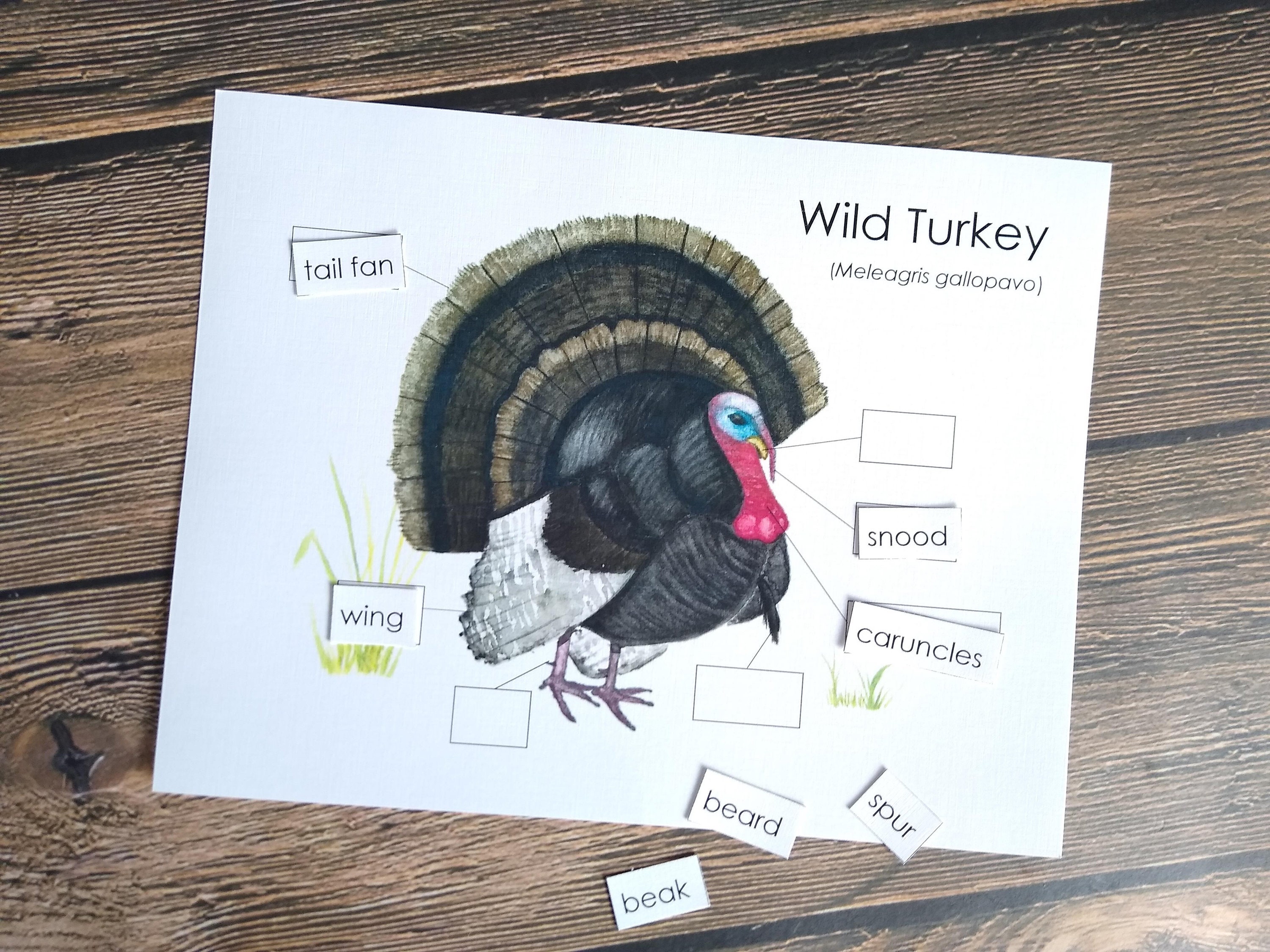 Wild Turkey Anatomy Pack Homeschool Printable Nature Study | Etsy