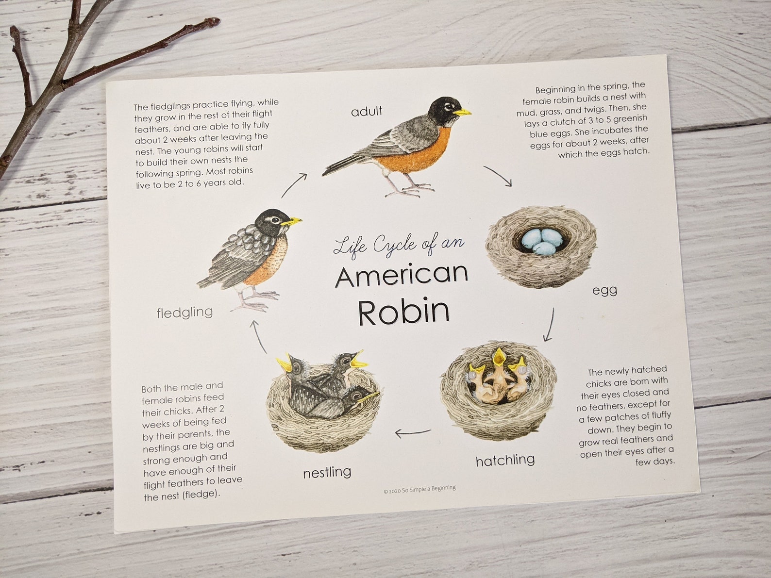 American Robin Life Cycle Pack Homeschool Printable 3-part - Etsy