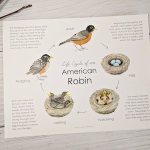 American Robin Life Cycle Pack | Homeschool Printable | 3-part Cards ...