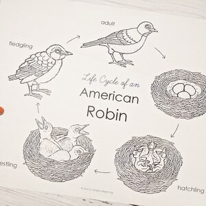 American Robin Life Cycle Pack | Homeschool Printable | 3-part Cards ...