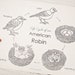 American Robin Life Cycle Pack | Homeschool Printable | 3-part Cards ...