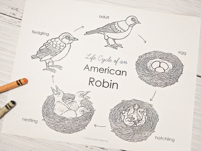 American Robin Life Cycle Pack Homeschool Printable 3-part - Etsy