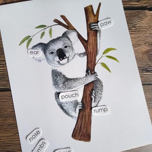 Koala Anatomy Pack | Homeschool Printable | Nature Study - Etsy