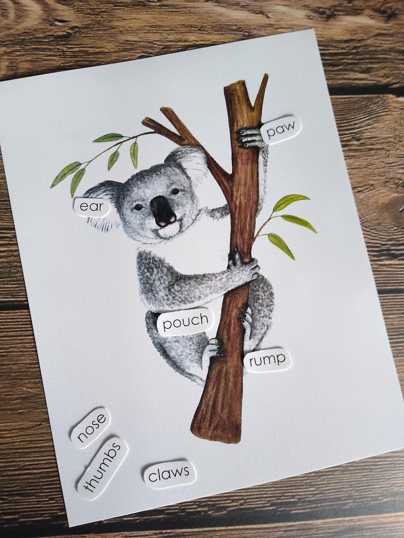 Koala Anatomy Pack Homeschool Printable Nature Study | Etsy