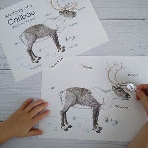 Reindeer (caribou) Anatomy Pack | Homeschool Printable | Nature Study ...