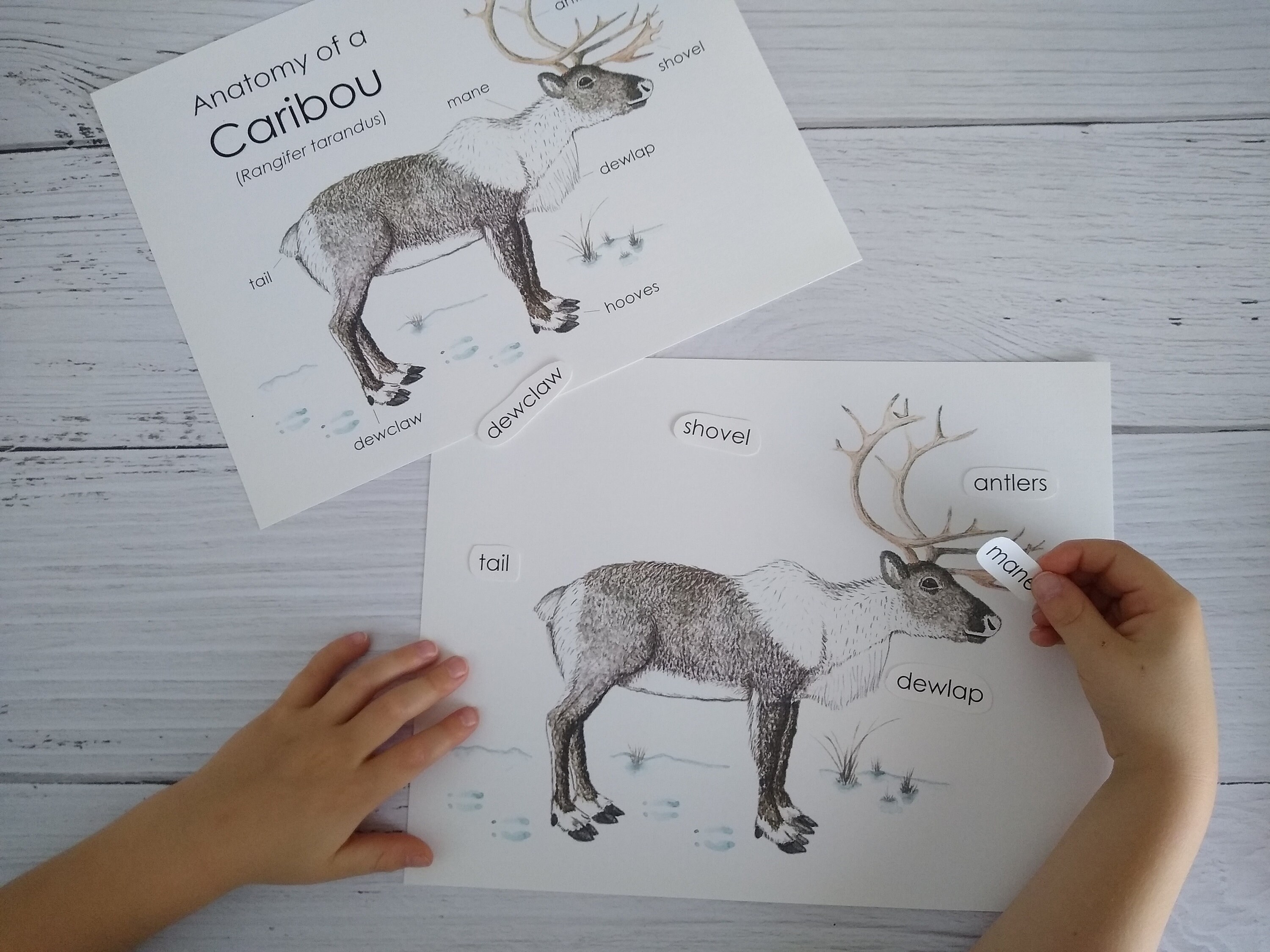 Reindeer caribou Anatomy Pack Homeschool Printable - Etsy