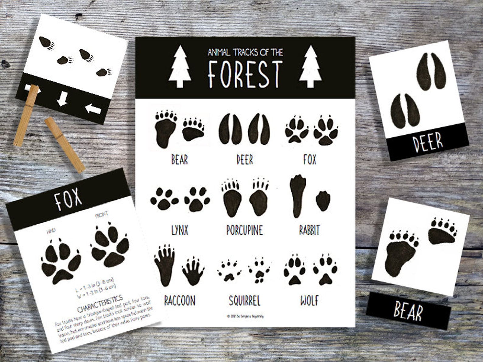 Forest Animal Tracks | Homeschool Printable | Nature Study - Etsy