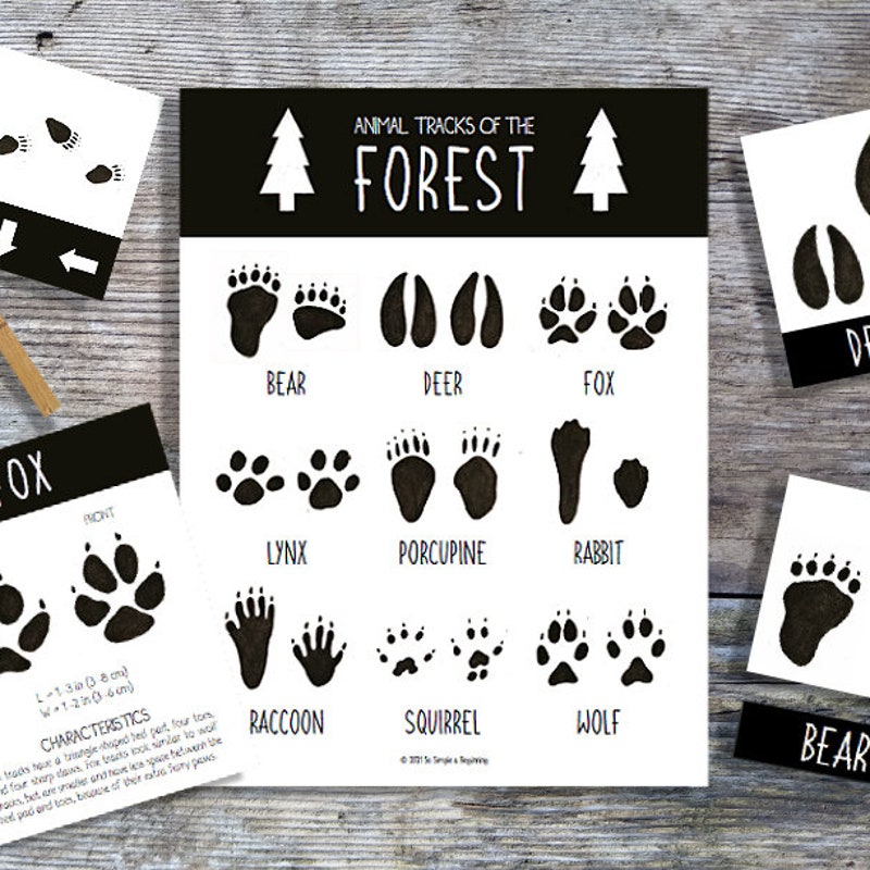 Animal Tracks - Etsy