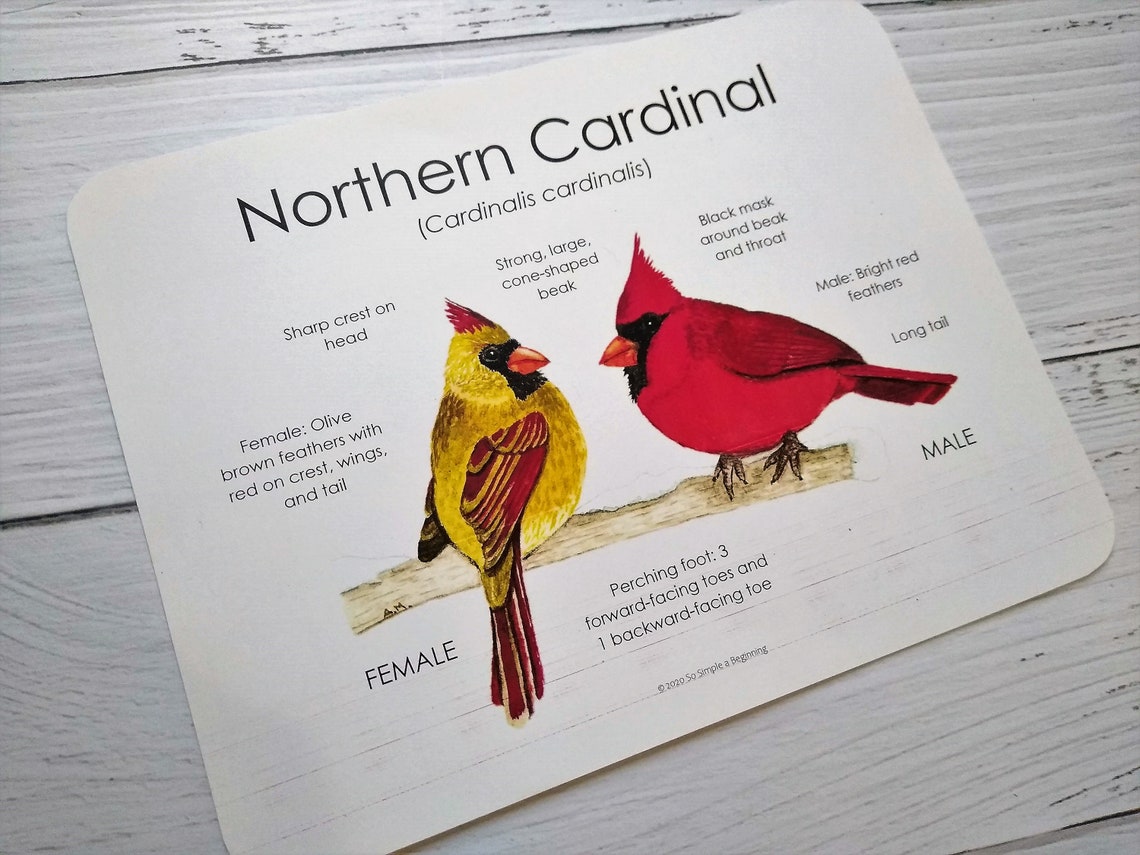 Northern Cardinal Anatomy Pack Homeschool Printable Nature - Etsy