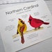 Northern Cardinal Anatomy Pack Homeschool (Download Now) - Etsy