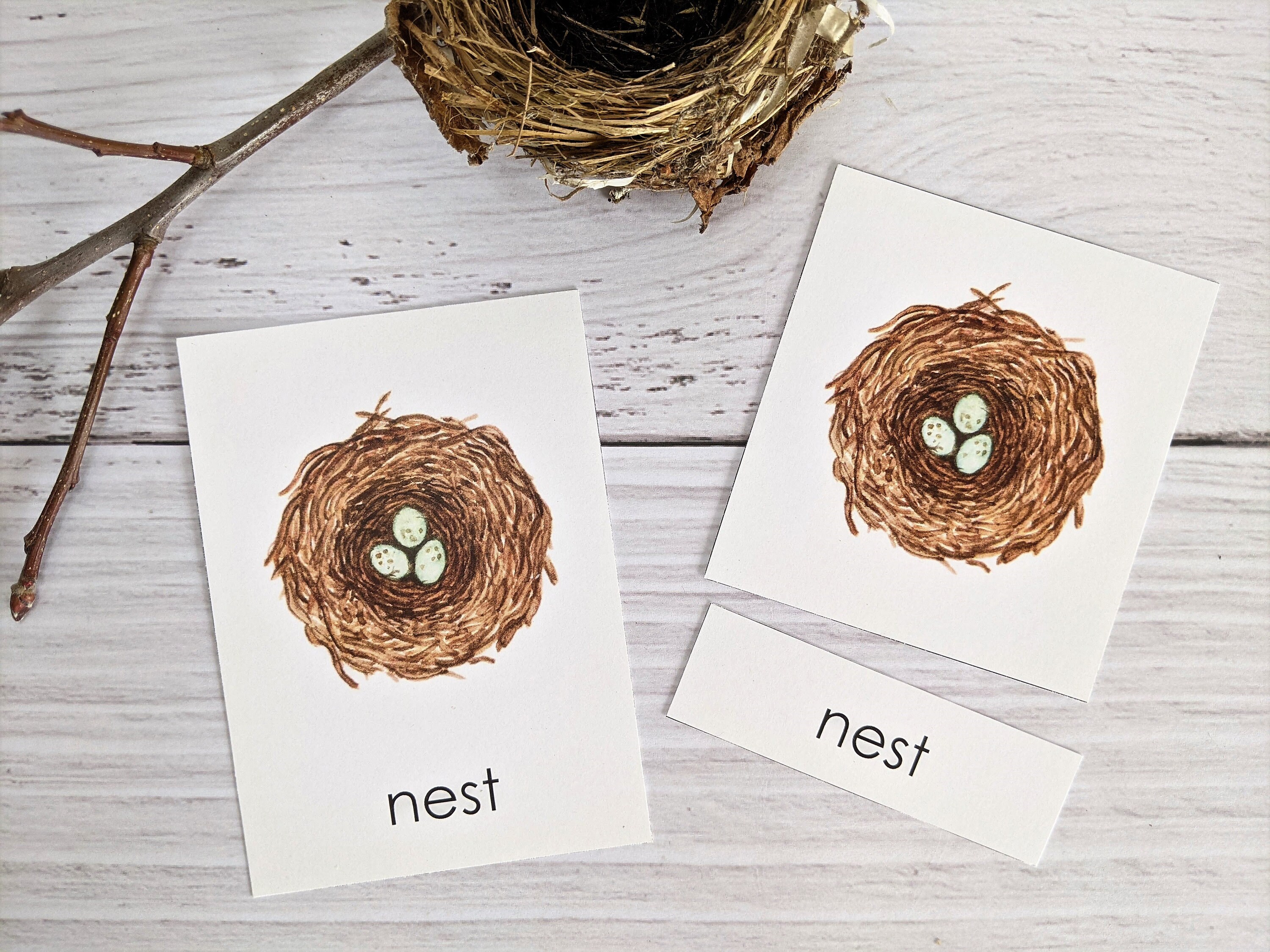 Spring Mini Poster & Cards Homeschool Printable Nature | Etsy