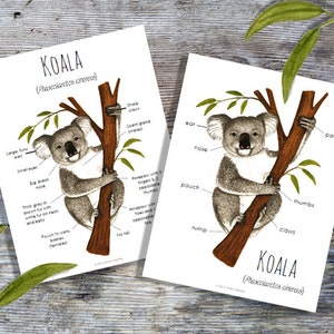Koala Anatomy Pack | Homeschool Printable | Nature Study - Etsy