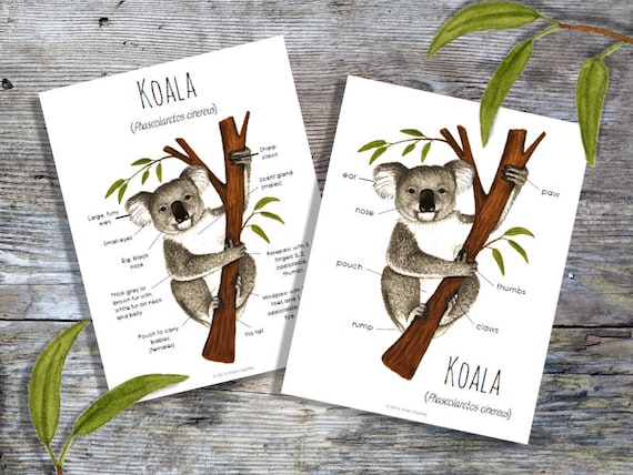 Koala Anatomy Pack Homeschool Printable Nature Study | Etsy