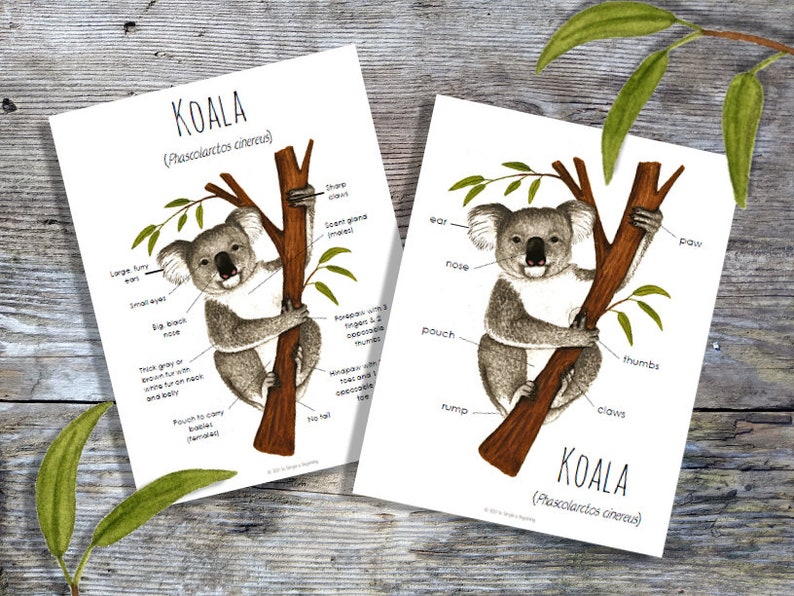 Koala Anatomy Pack | Homeschool Printable | Nature Study - Etsy UK