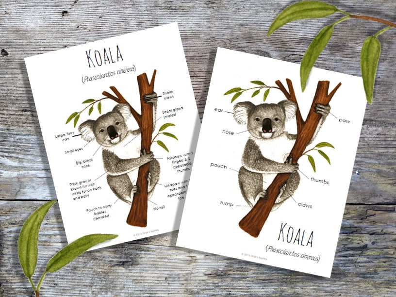 Koala Anatomy Pack Homeschool Printable Nature Study | Etsy