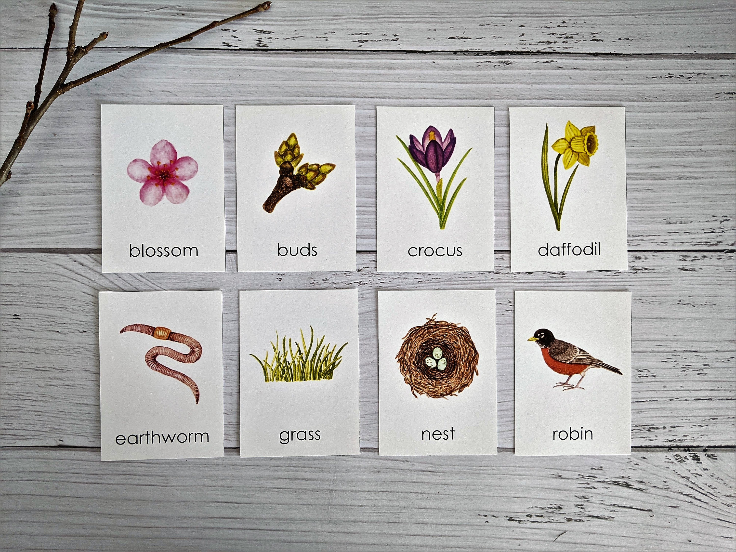 Spring Mini Poster & Cards Homeschool Printable Nature | Etsy