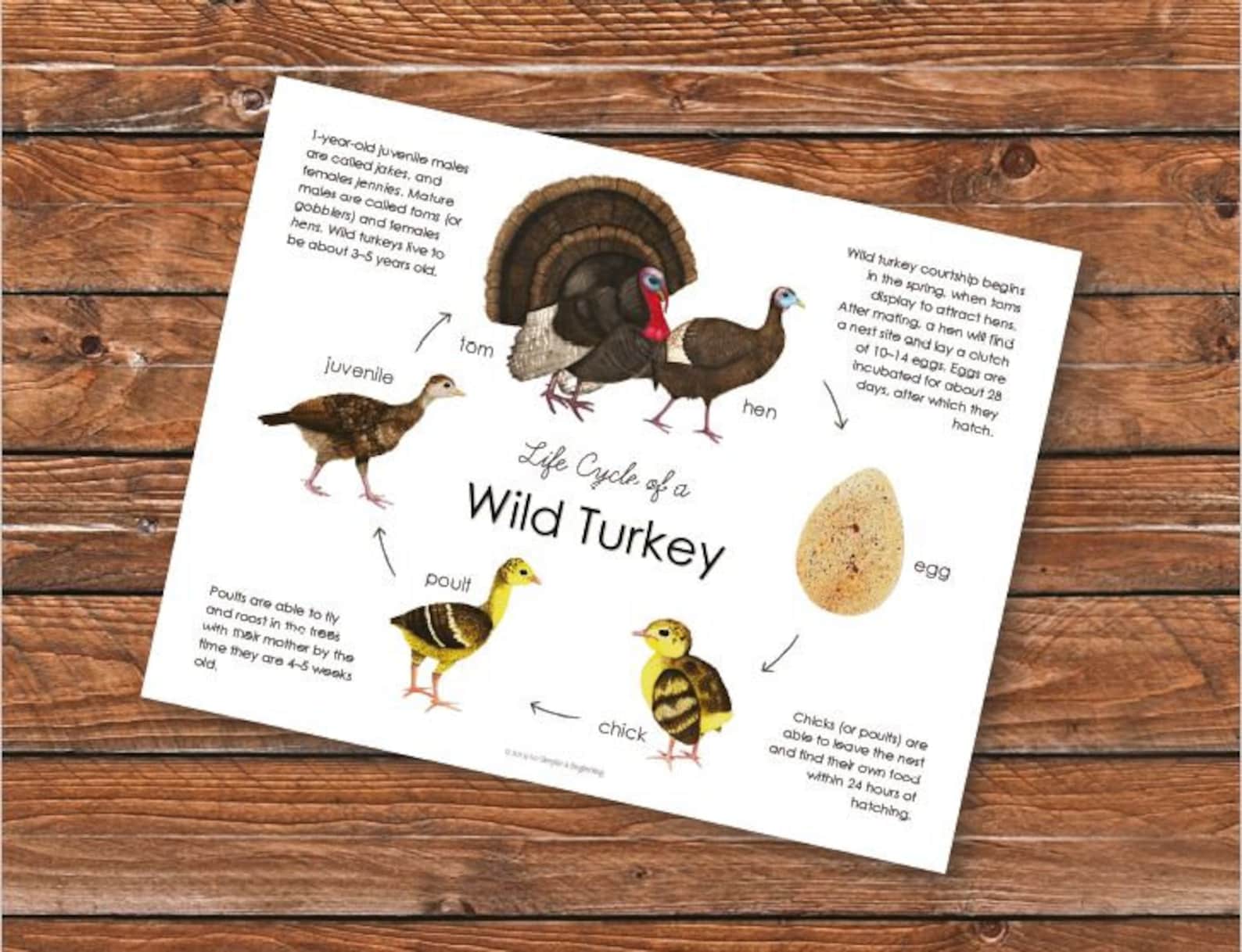 Wild Turkey Life Cycle Pack | Homeschool Printable | Nature Study - Etsy