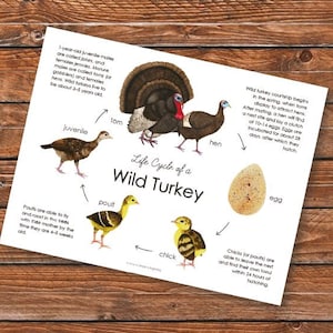 Wild Turkey Life Cycle Pack | Homeschool Printable | Nature Study - Etsy