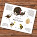 Wild Turkey Life Cycle Pack | Homeschool Printable | Nature Study - Etsy