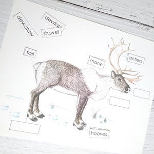 Reindeer (caribou) Anatomy Pack | Homeschool Printable | Nature Study ...