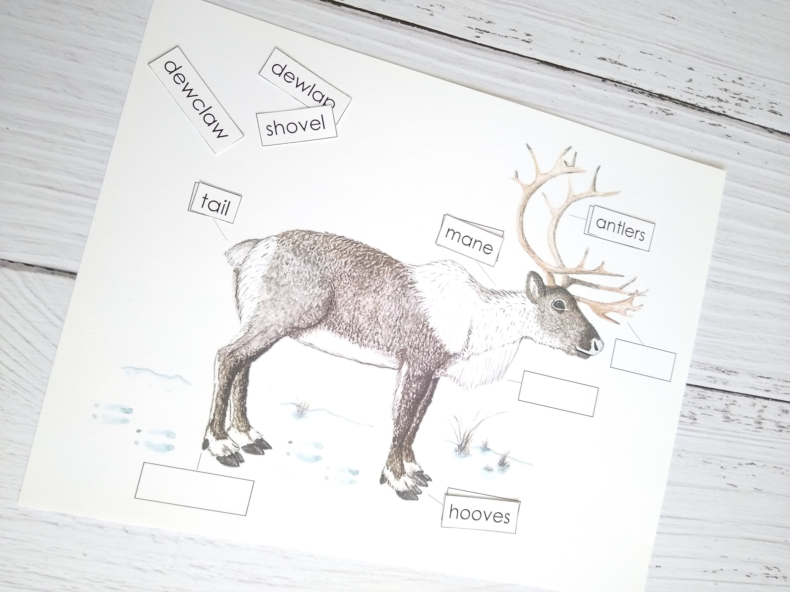 Reindeer caribou Anatomy Pack Homeschool Printable - Etsy