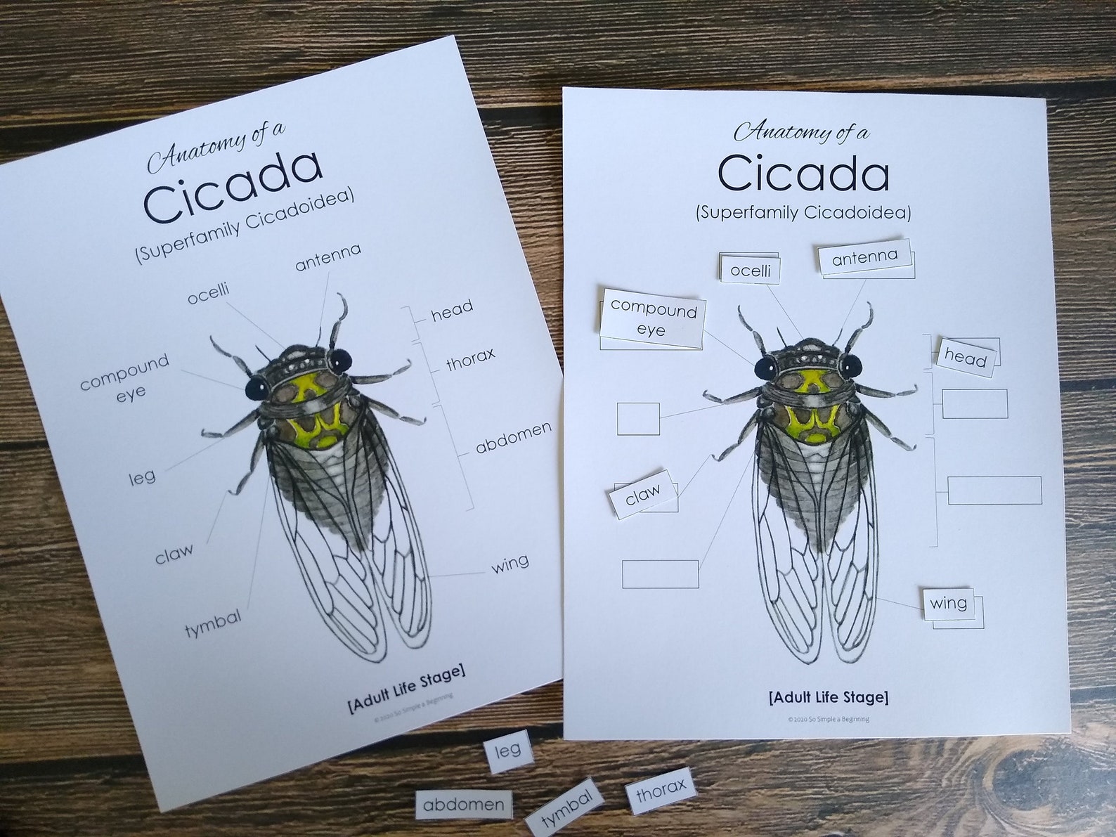 Cicada Anatomy Pack Homeschool Printable Nature Study | Etsy