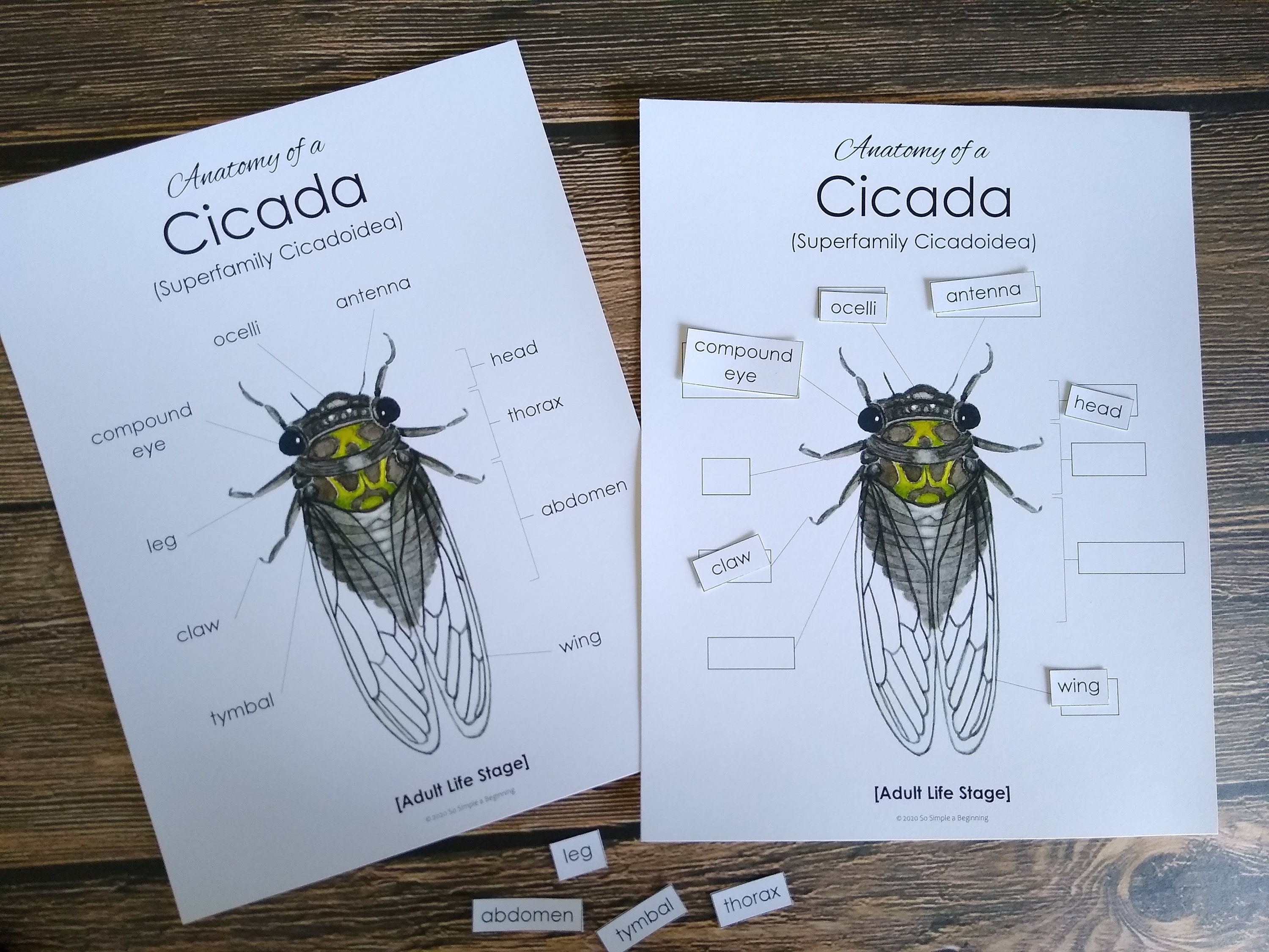 Cicada Anatomy Pack Homeschool Printable Nature Study | Etsy