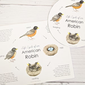 American Robin Life Cycle Pack | Homeschool Printable | 3-part Cards ...