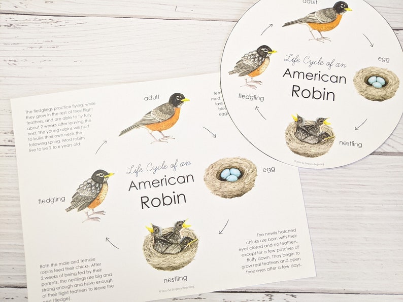 American Robin Life Cycle Pack Homeschool Printable 3-part - Etsy