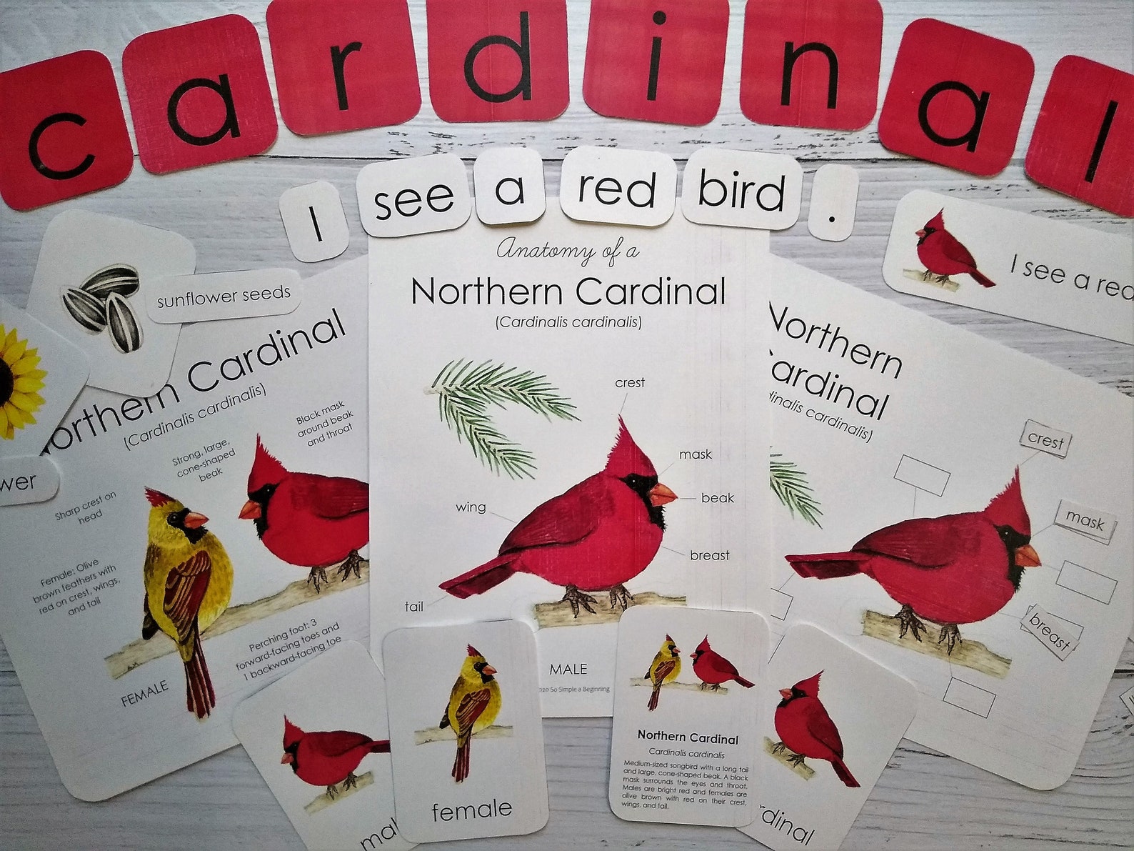 Northern Cardinal Anatomy Pack Homeschool Printable Nature - Etsy