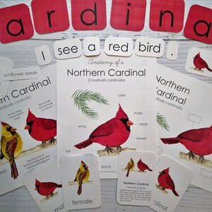 Northern Cardinal Anatomy Pack | Homeschool Printable | Nature Study - Etsy