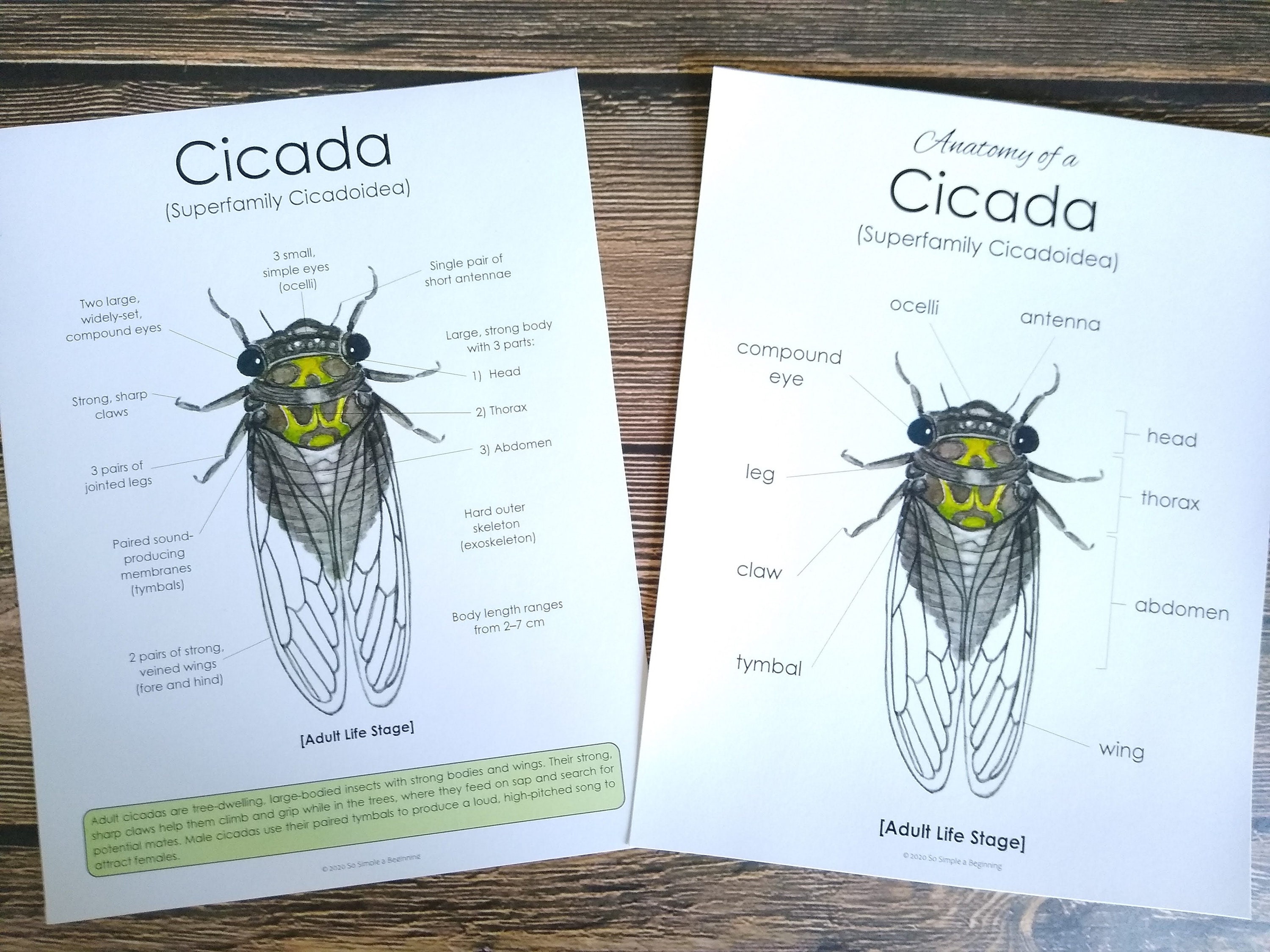 Cicada Anatomy Pack Homeschool Printable Nature Study | Etsy
