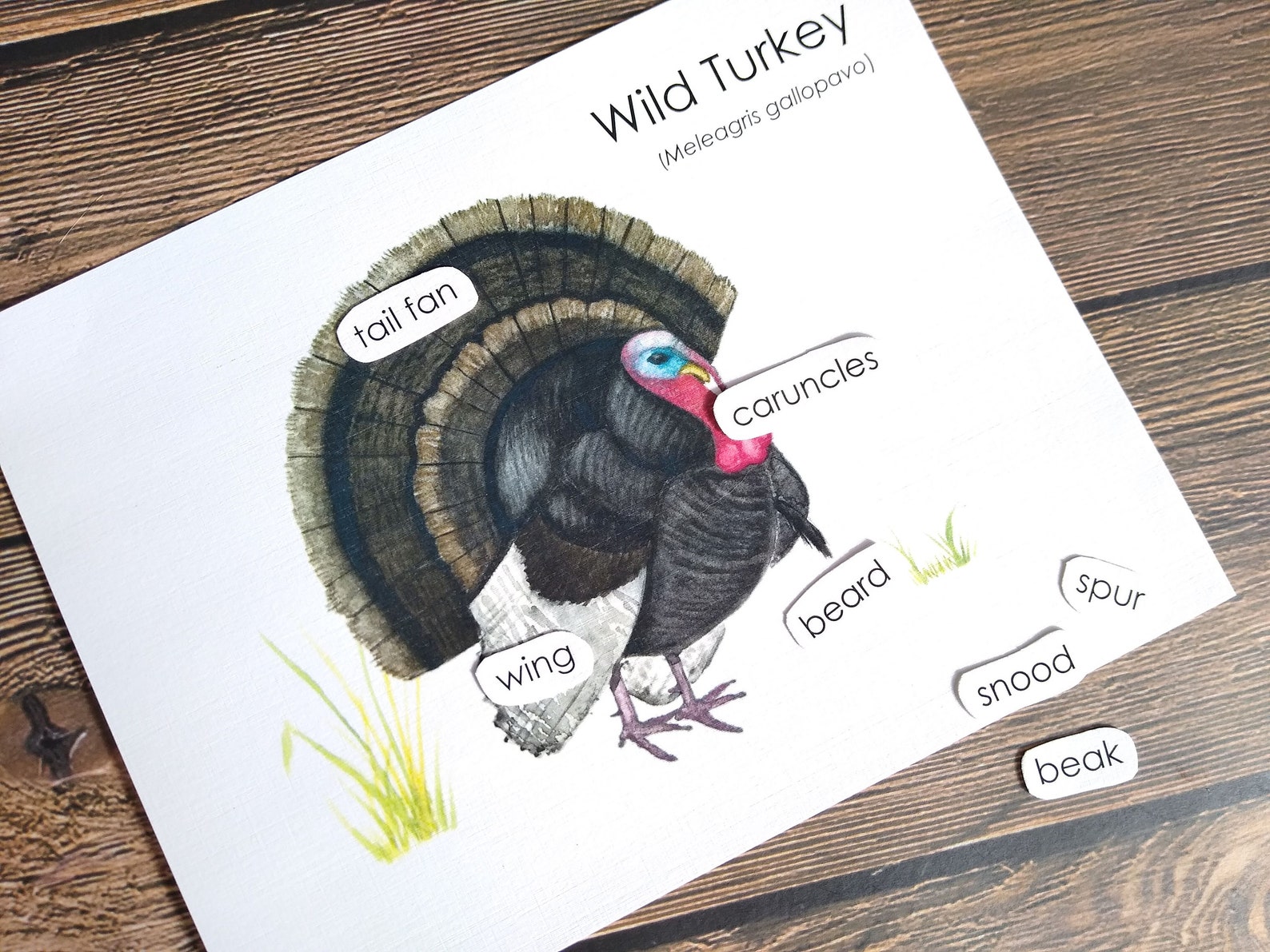 Wild Turkey Anatomy Pack Homeschool Printable Nature Study | Etsy