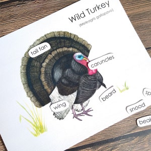 Wild Turkey Anatomy Pack Homeschool Printable Nature Study - Etsy