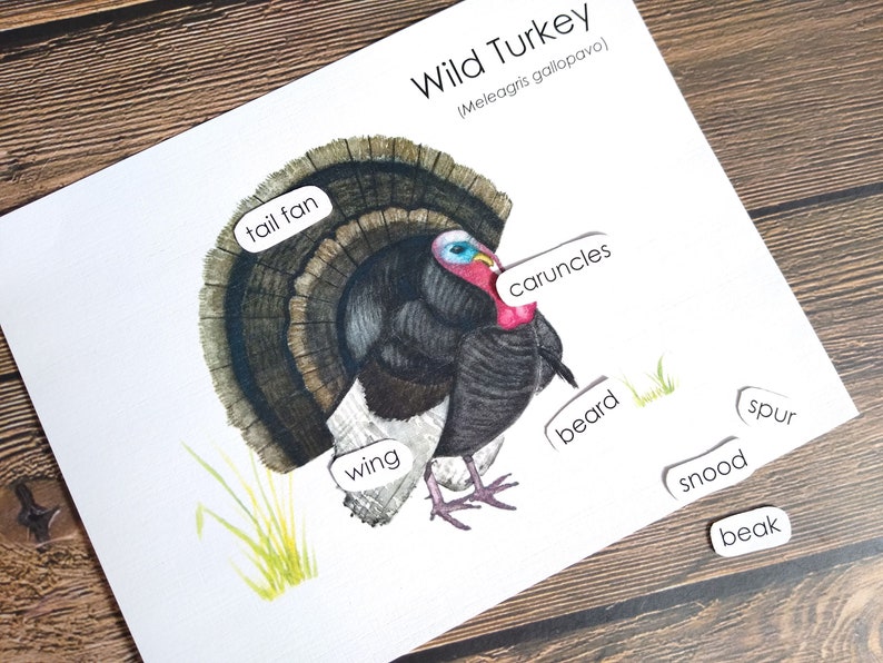 Wild Turkey Anatomy Pack Homeschool Printable Nature Study | Etsy