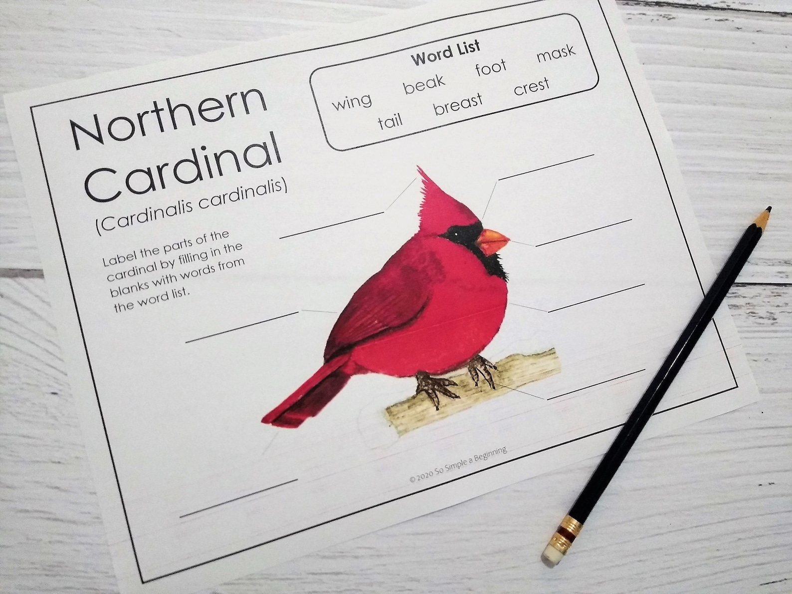 Northern Cardinal Anatomy Pack Homeschool Printable Nature - Etsy