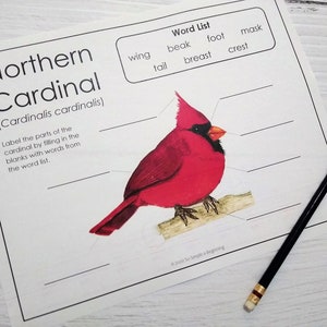 Northern Cardinal Anatomy Pack | Homeschool Printable | Nature Study - Etsy