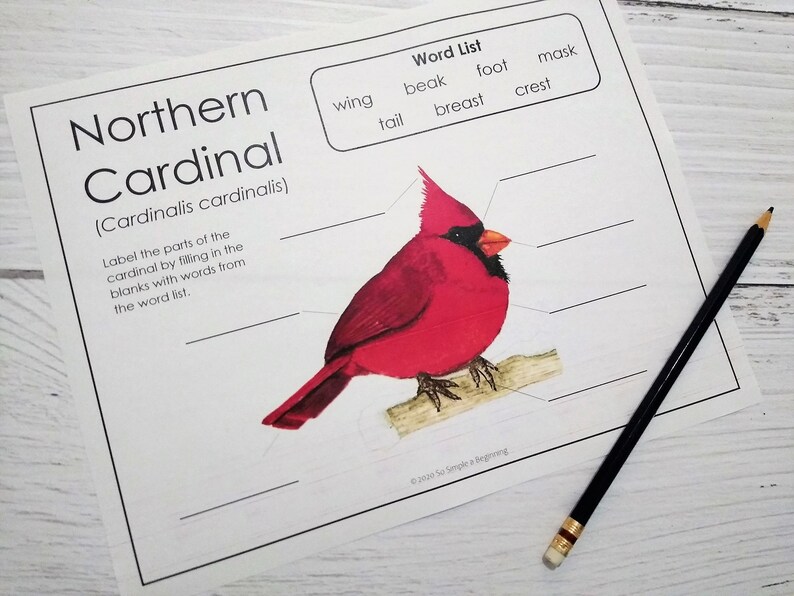 Northern Cardinal Anatomy Pack Homeschool Printable Nature - Etsy
