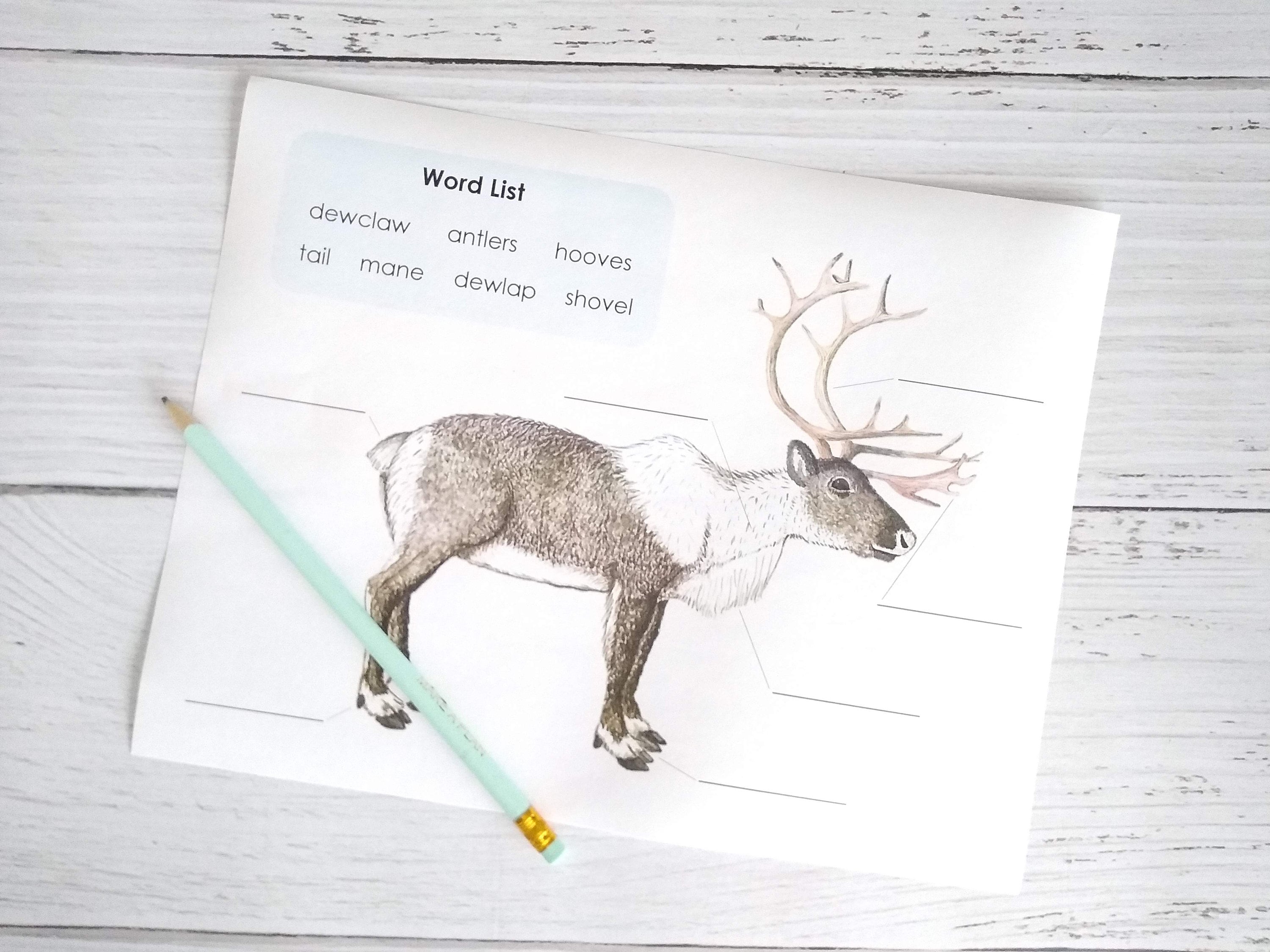 Reindeer caribou Anatomy Pack Homeschool Printable - Etsy