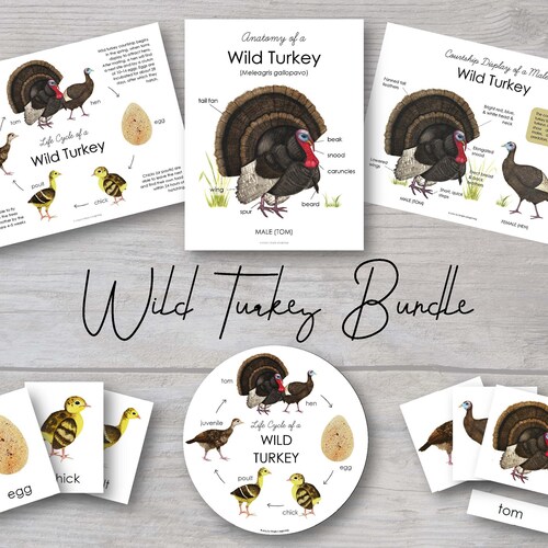Wild Turkey Life Cycle Pack Homeschool Printable Nature - Etsy